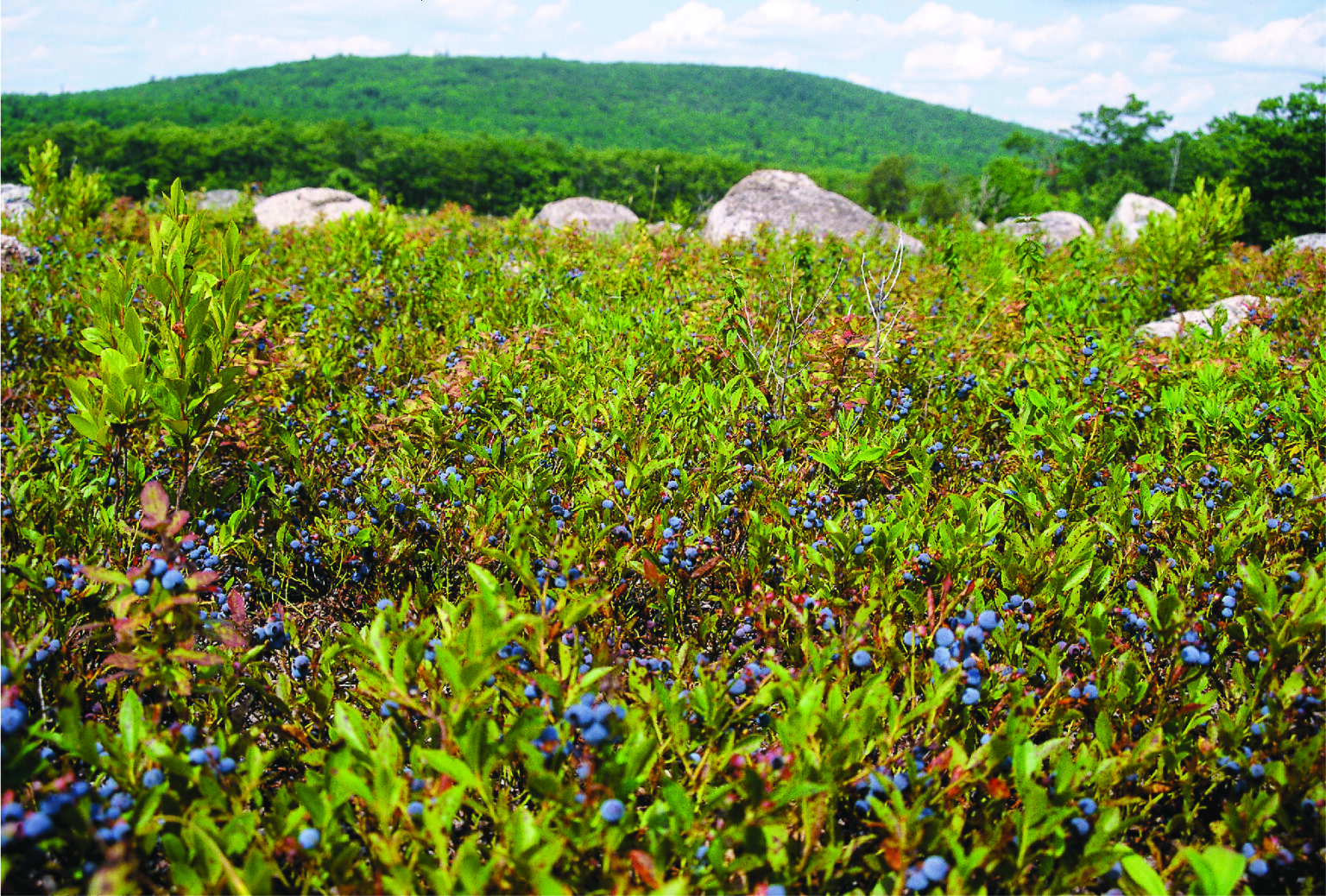5 Things You Didn’t Know About Wild Blueberries | Wild Blueberries